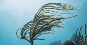 Understanding Underwater Current - Safety Guide for Diving