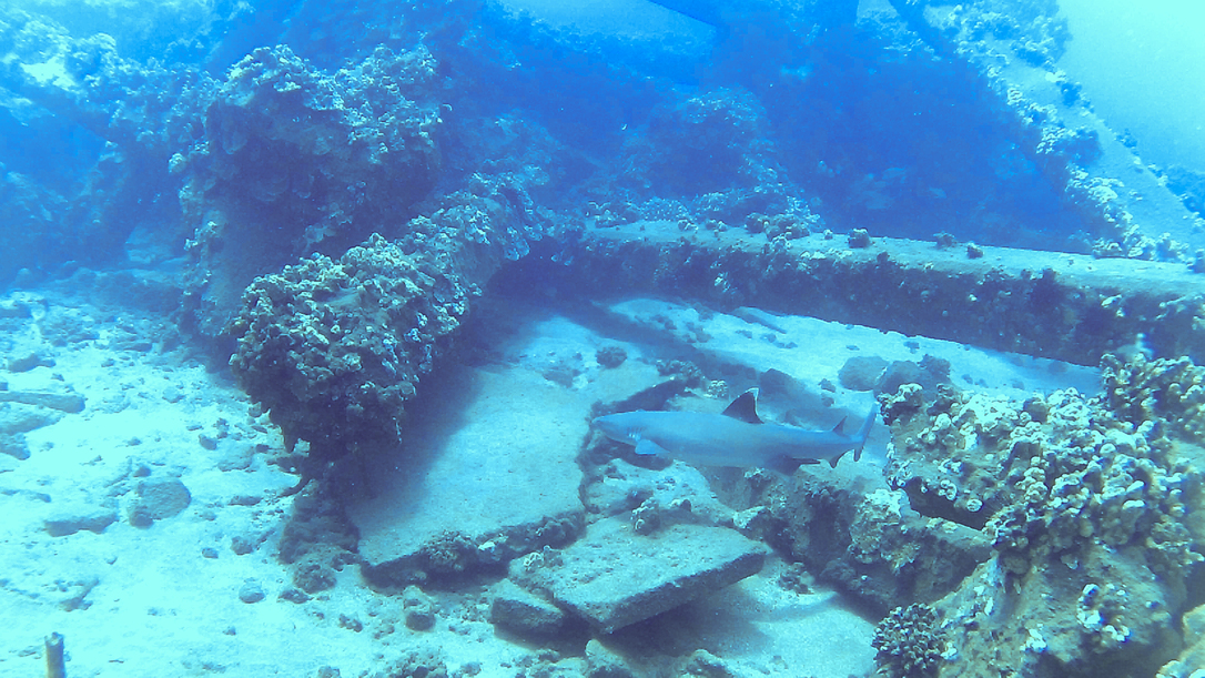 Dive with Sea Turtles & Sharks at Mala Wharf Pier in Maui