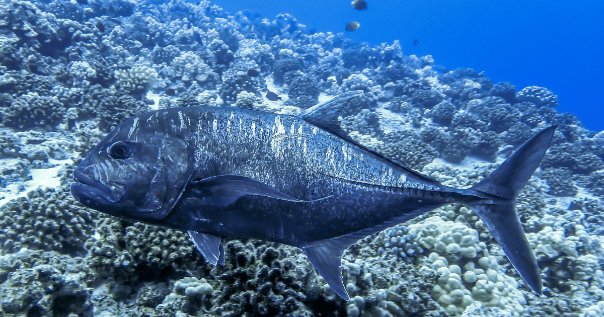 Dive with Sea Turtles at Ulua Beach in Wailea, Maui